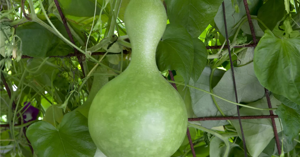 Cucurbita lagenaria, Flaschenkürbis | RICOTER Erdaufbereitung AG