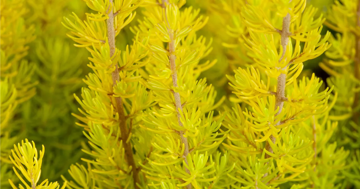 Erica arborea 'Albert´s Gold', Baumheide 'Albert's Gold' | RICOTER ...