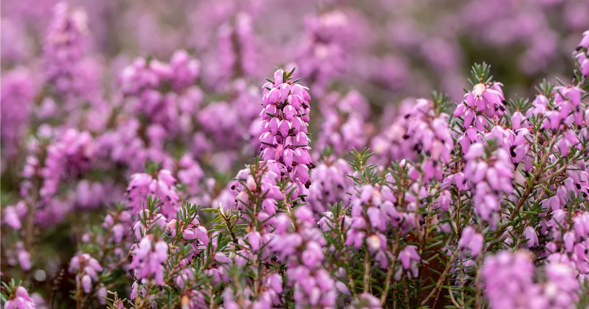 Erica carnea 'Cleveland', Schneeheide 'Cleveland' | RICOTER ...