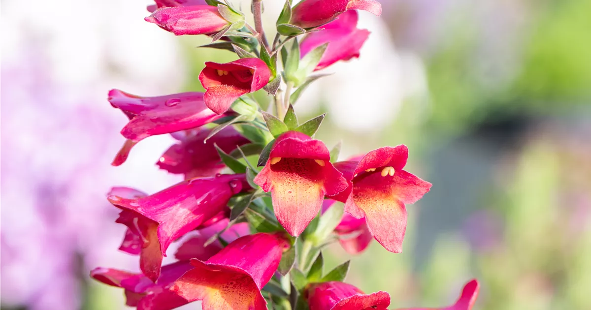 Digiplexis 'Illumination Raspberry Improved', Fingerhut 'Illumination ...