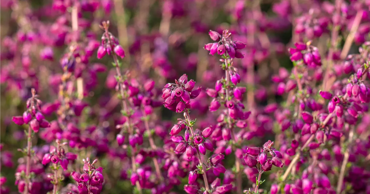Erica cinerea 'Velvet Night', Grauheide 'Velvet Night' | RICOTER ...