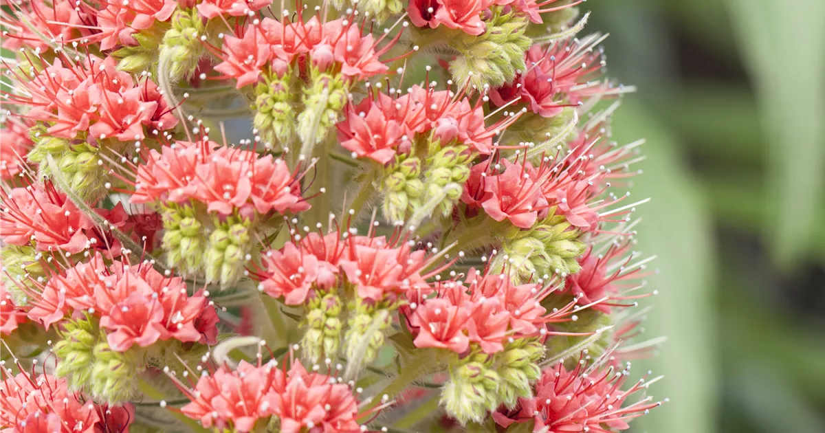 Echium russicum, Russischer Natternkopf | RICOTER Erdaufbereitung AG