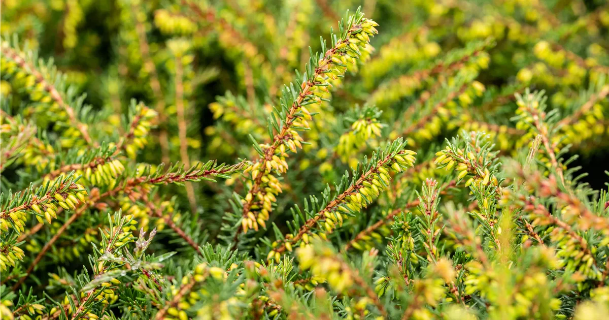 Erica darleyensis 'Kramer´s Rote', Winterblühende Heide 'Kramer's Rote ...