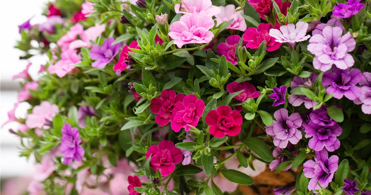 Calibrachoa Aloha Double Confetti Garden™ 'MyGirly', Zauberglöckchen ...