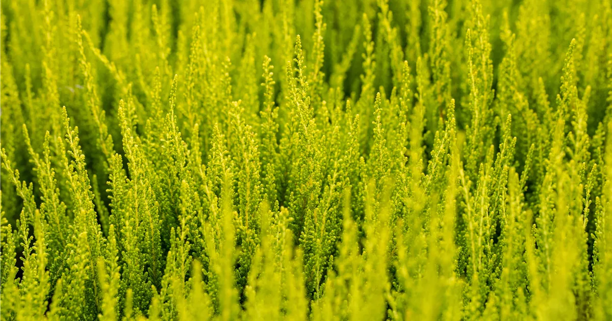 Calluna vulgaris Sunset Girls® 'Zeta', Winterharte Knospenheide Sunset ...